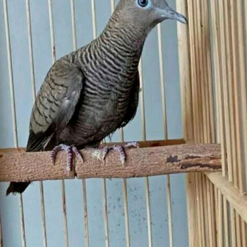 Jual Burung perkutut cemani hitam di Seller UNiK - Wijaya Kusuma, Kota ...