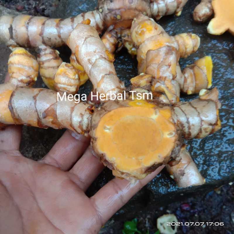 Promo Temu Giring Segar 1kg/Kunyit Kuning Gajah Mirip Temulawak Diskon ...