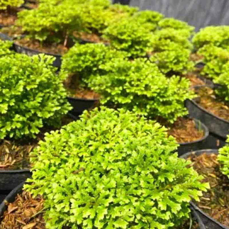 Jual River Ayu Mos Sellaginela Atau Lumut Ambon Tanaman Hias Di Seller ...