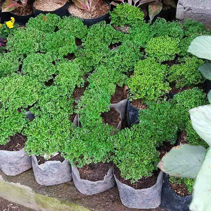 Jual River Ayu Mos Sellaginela Atau Lumut Ambon Tanaman Hias Di Seller ...