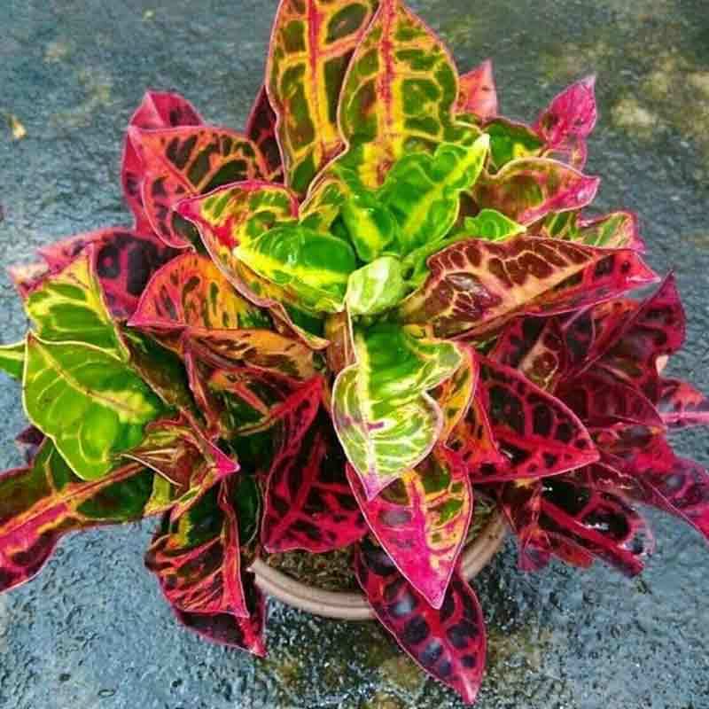 Jual River Ayu Plant Puring Kura Kura Tanaman Hias - Kota Batu di ...