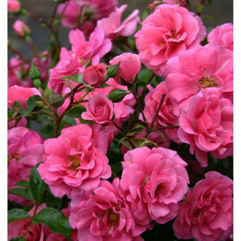 Promo Mawar Floribunda Kondisi Berbunga Bisa Pilih Warna Diskon 5% di ...