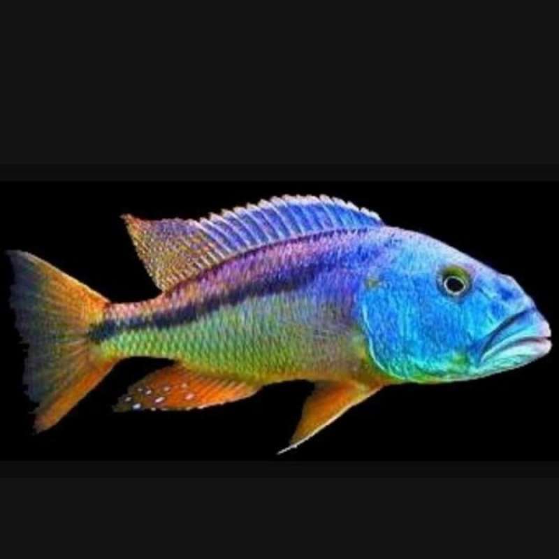 Promo Aristhochromis Christyi / Malawi Hawk - African Cichlid Diskon 2% ...