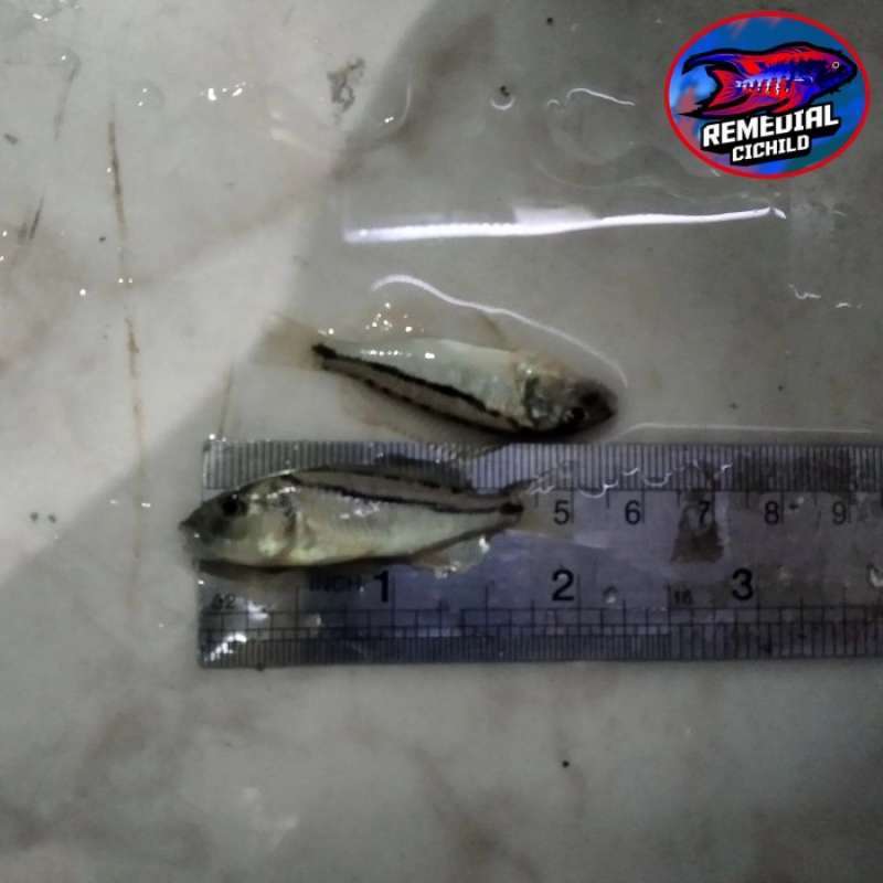Promo Aristhochromis Christyi / Malawi Hawk - African Cichlid Diskon 2% ...