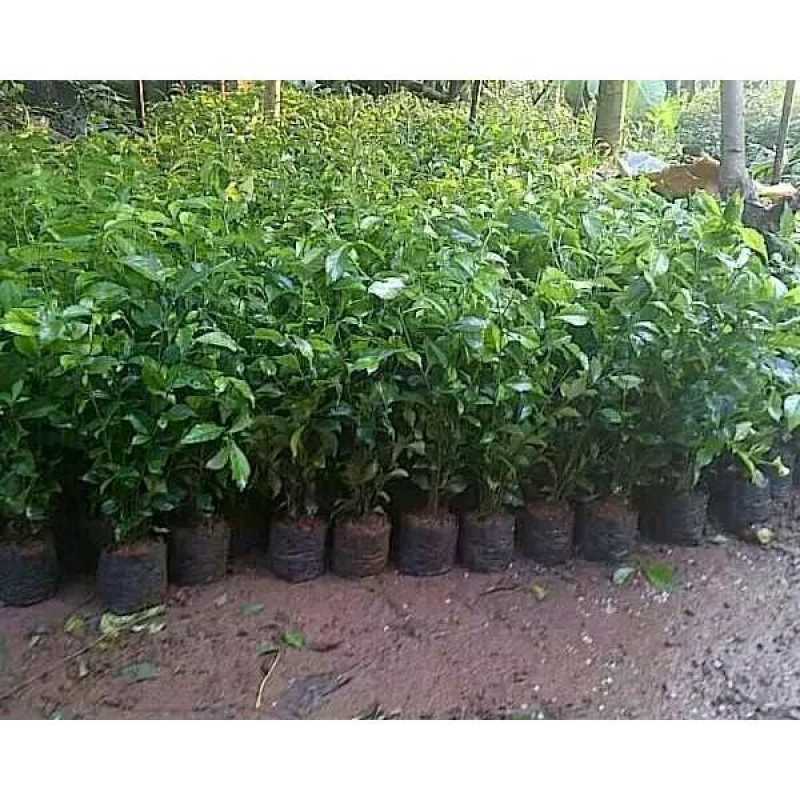 Jual Tanaman tehtehan atau tetehan tanaman pagar di Seller Green Taman ...