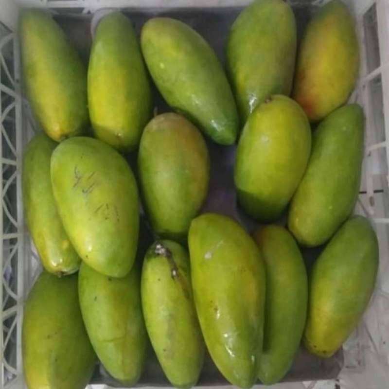 Jual Mangga Thailand Kio Jay Bangkok Mateng Manis Per 1 Kg di Seller ...