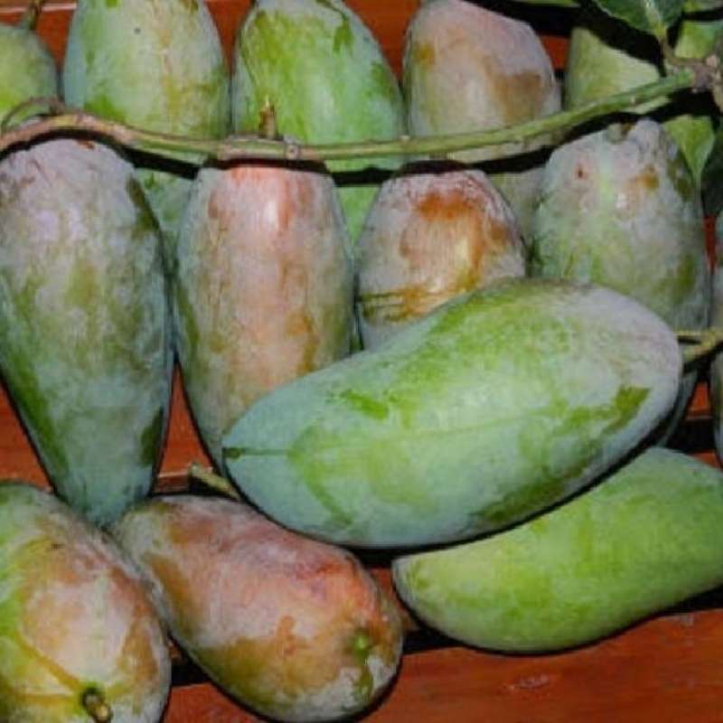 Jual Mangga Thailand Kio Jay Bangkok Mateng Manis Per 1 Kg Halal di ...