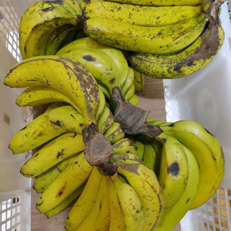 Jual Buah Pisang Ambon Lumut 1 sisir Halal di Seller Clarif_jaya ...