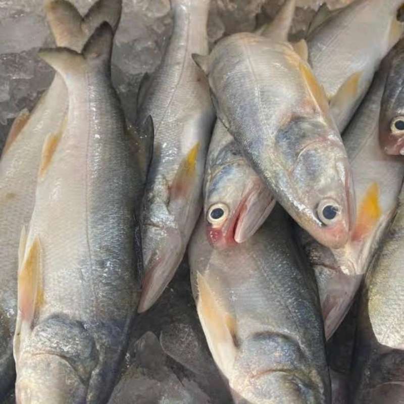 Jual Ikan Senangin/Ikan koro Segar 1kg (dibersihkan) di Seller Rumbo ...