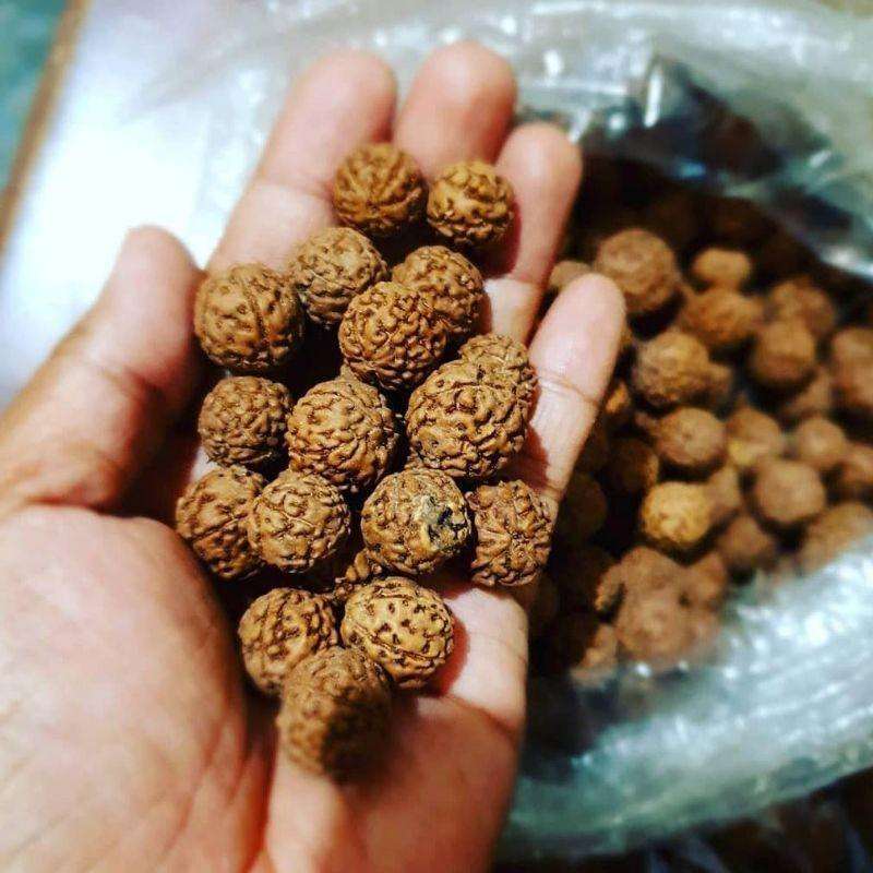Jual bibit jenitri promo 10 pohon asal singapura di Seller alam raya ...