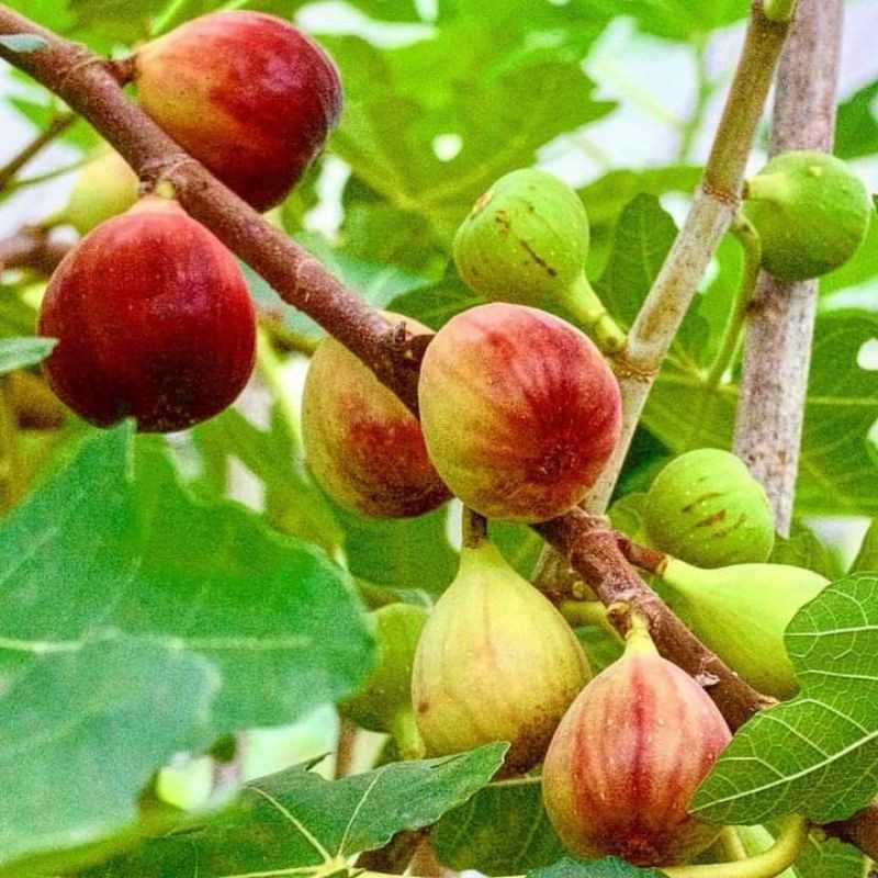 Pohon Buah Tin