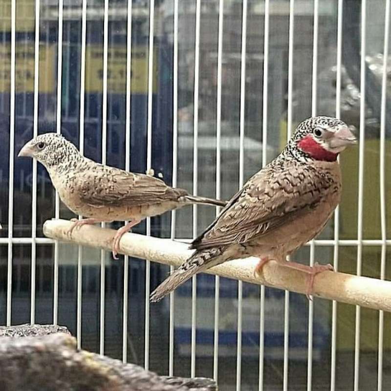 Jual Burung Pipit Sepasang Model Terbaru & Kekinian - Harga Diskon Juni ...