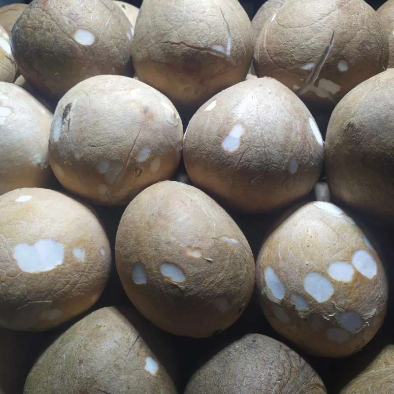 Jual KELAPA / BAHAN KELAPA PARUT / KELAPA KUPAS (SATUAN BUTIR) di ...