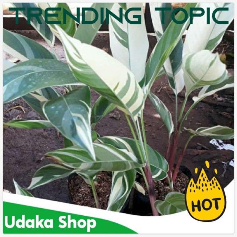 Promo tanaman hias pisang varigata Diskon 15% di Seller home applypart ...