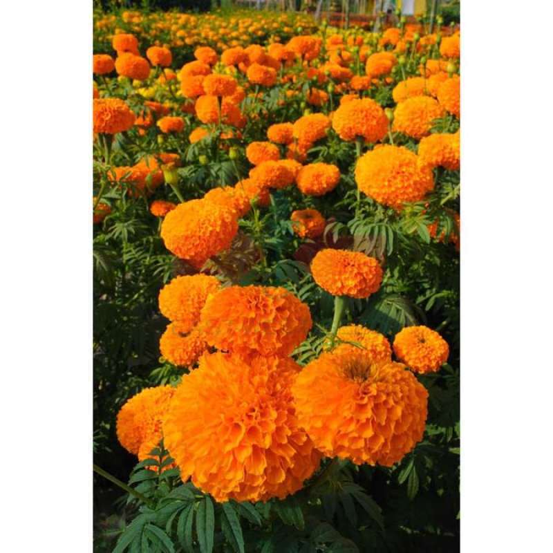 Jual Benih Bunga Marigold Maharani F1 Isi 10 Biji - Cap Panah Merah Di ...