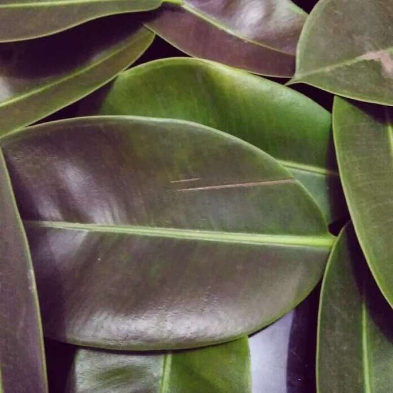 Promo Daun karet kebo herbal obat sakit stroke Diskon 17% di Seller ...