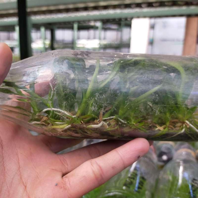 Jual River Ayu Tanaman Anggrek Botol Dendro Koleksi [si 30 Plant] di ...