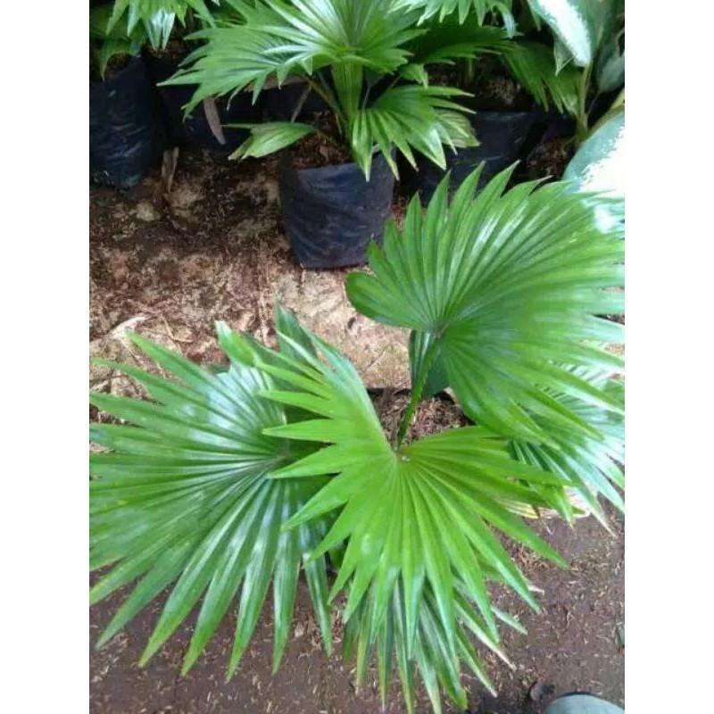 Jual Tanaman palm sadeng palm bintang di Seller Syaina landscape store ...