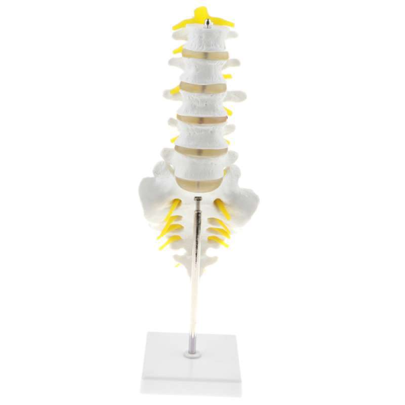 Jual Human Lumbar Spine with Sacrum & Coccyx Demonstration Model ...