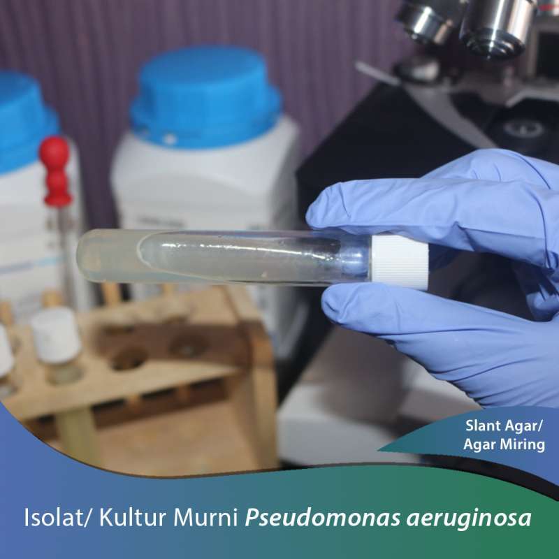 Jual Kultur Mikroorganisme Pseudomonas aeruginosa dalam Media Agar di ...