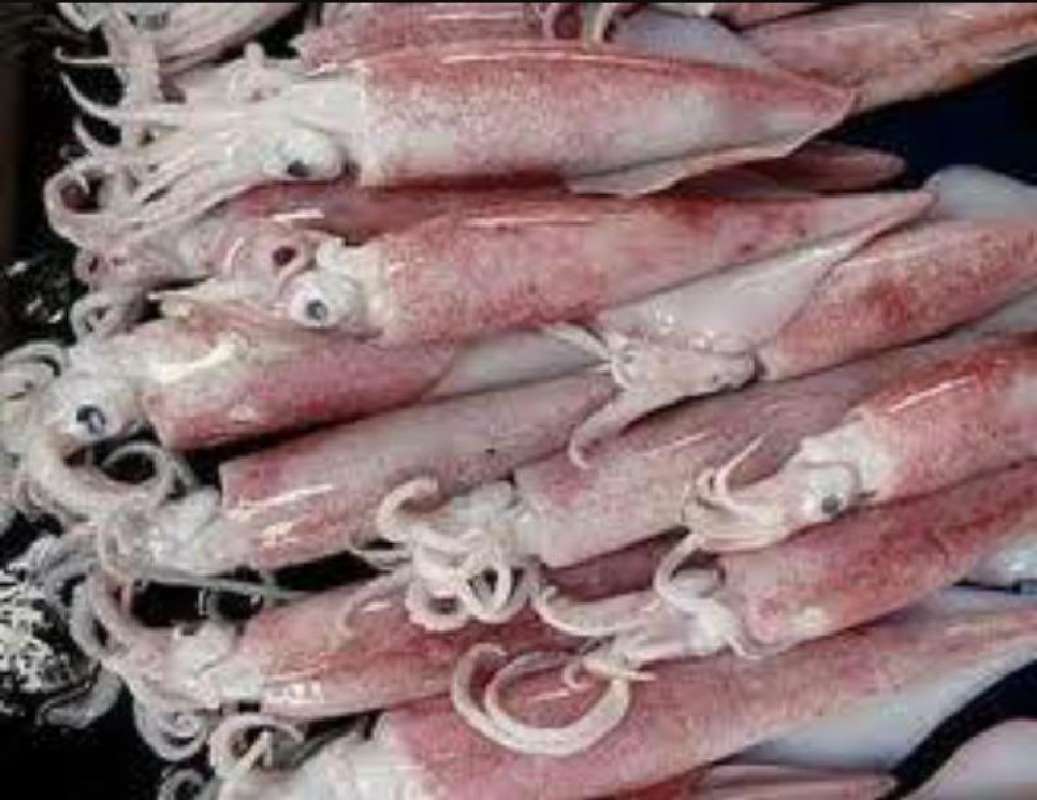 Jual Cumi Cumi Segar Halal Di Seller Cinta Jaya Makmur - Boteng, Kab ...