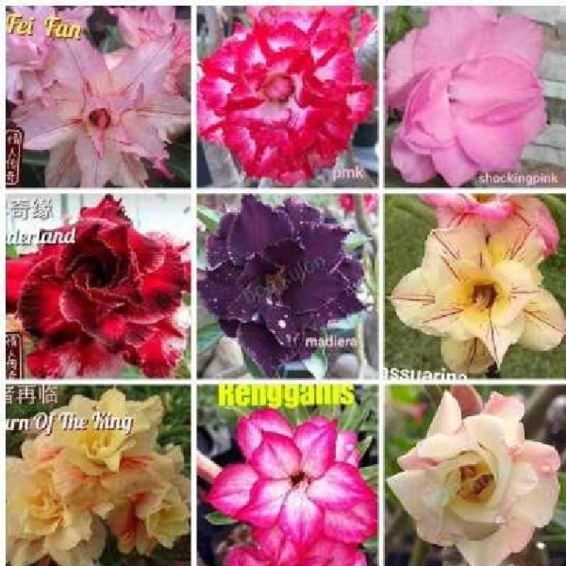 Promo adenium kamboja jepang bunga tumpuk Diskon 20% di Seller ...