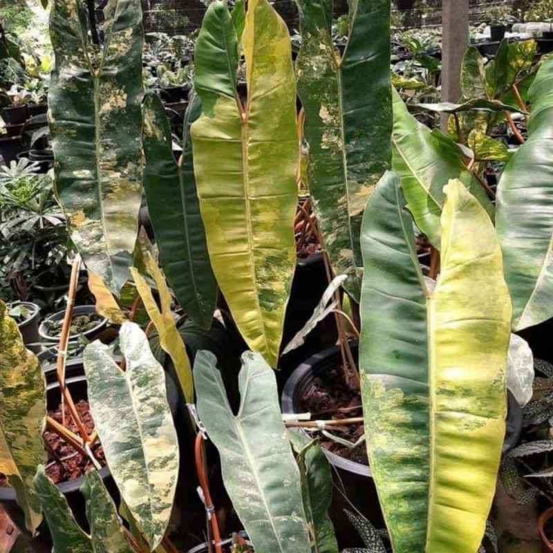 Jual PHILODENDRON BILLITEAE VARIGATA di Seller Perdians_PlantStore ...