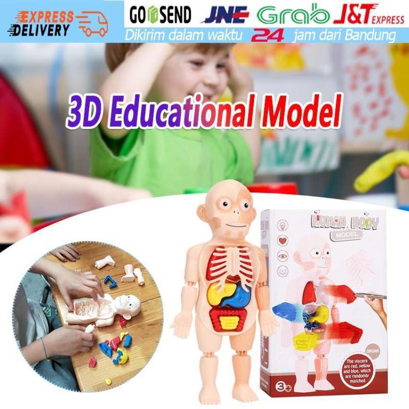 Jual Human Body Model Organ Tubuh Manusia Mainan Anak Kado Belajar Di Seller Soyaglobal - Cimahi ...