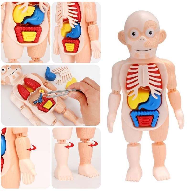 Jual Human Body Model Organ Tubuh Manusia Mainan Anak Kado Belajar Di Seller Soyaglobal - Cimahi ...