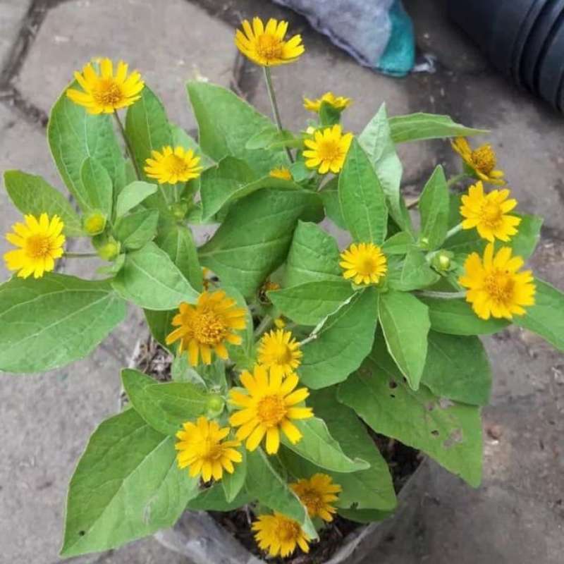 Promo Tanaman bunga matahari mini--butter daisy--bunga seribu bintang ...