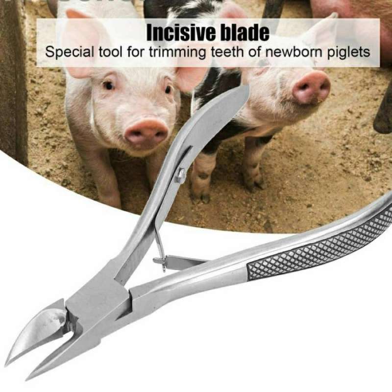 Jual Tang Gigi Termurah - Harga Grosir Terupdate Hari Ini | Blibli