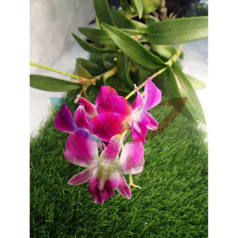 Promo Anggrek Dendrobium Sp. DEWASA (Orchidaceae) Diskon 5% di Seller ...