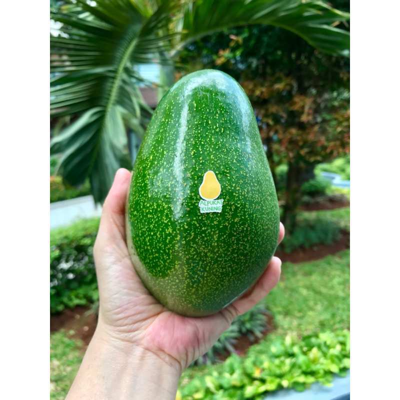 Jual ALPUKAT KUNING ALPUKAT MENTEGA 1 BUAH Halal di Seller Alpukat ...