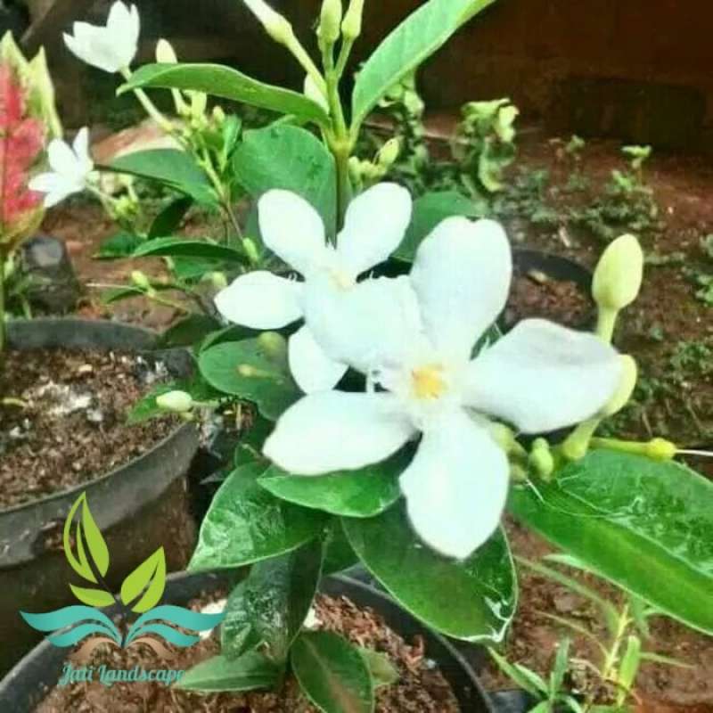 Jual Tanaman bunga melati jasmine pohon melati jasmin di Seller Jati ...