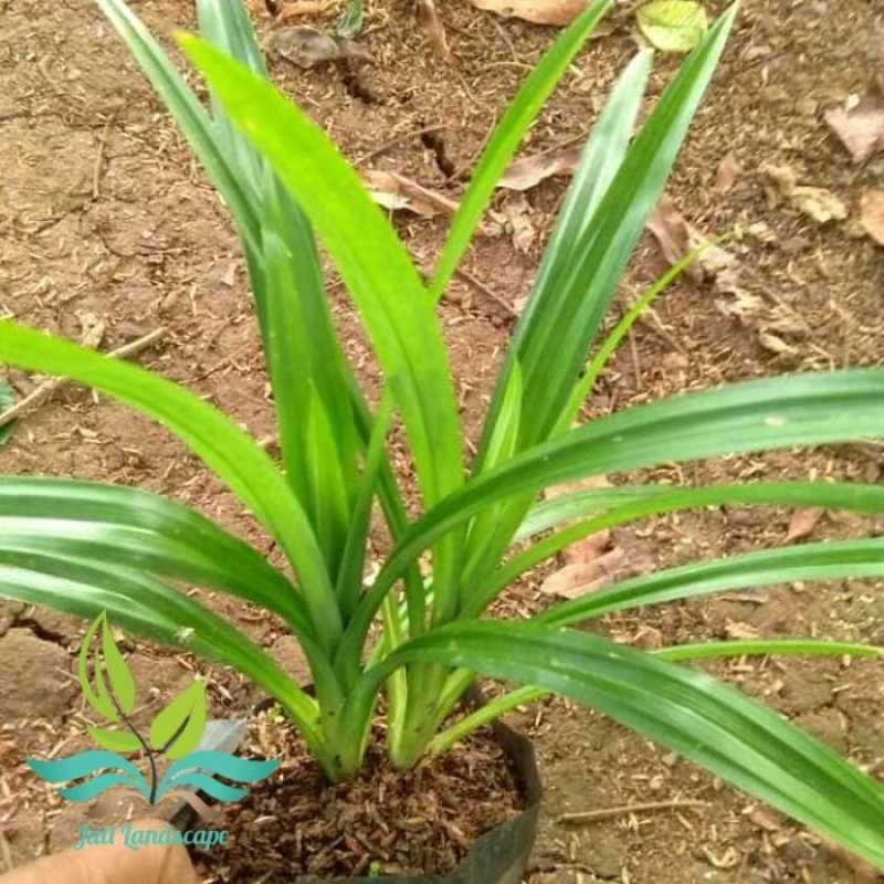 Jual Tanaman daun pandan wangi pohon pandan wangi di Seller Jati ...