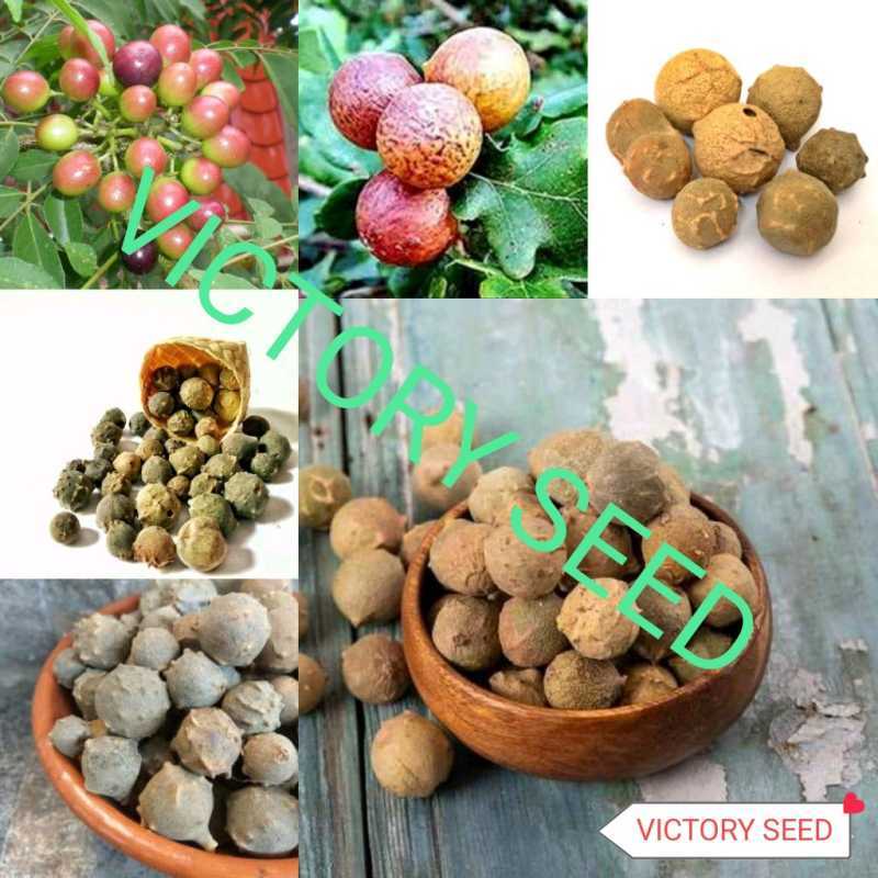 Jual VICTORY SEED buah kering dry fruit herbs herb herba herbal ...