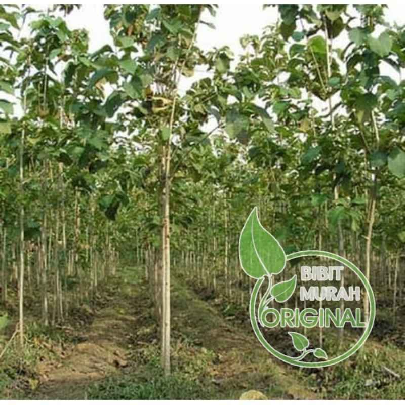 Pohon Jati Perkebunan Pohon Jati Foto Stok Unduh Gambar Sekarang