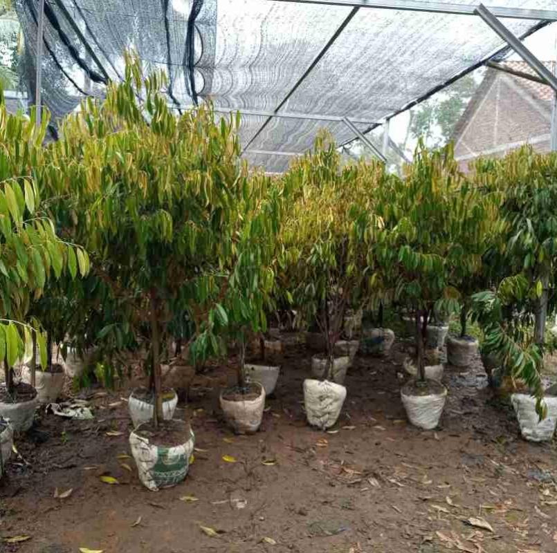 Bibit Durian Musang King