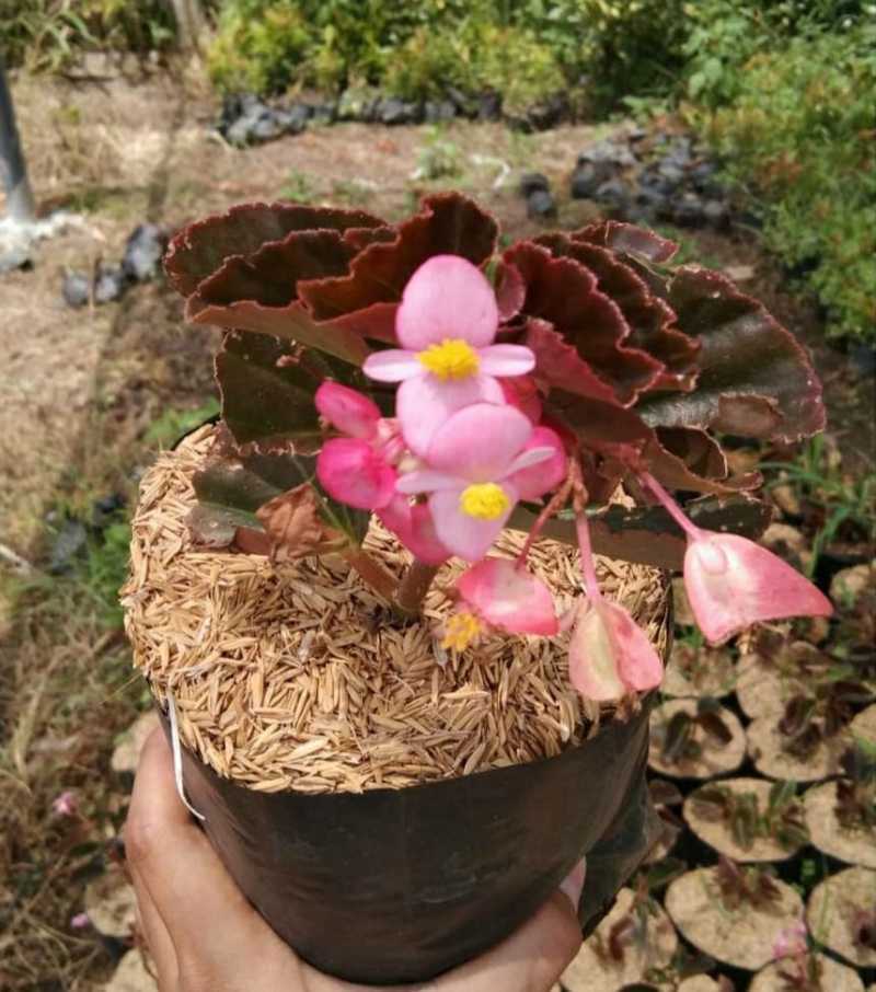 Jual Bunga Begonia Original Murah - Harga Diskon April 2024 | Blibli.com