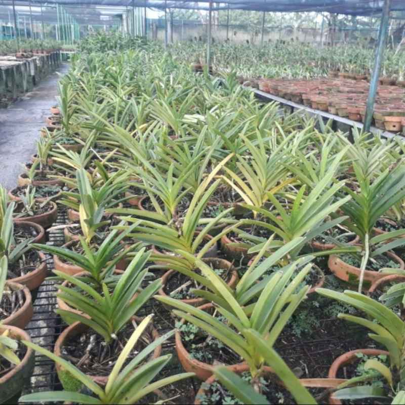 Jual Tanaman hias Anggrek Mocara - Anggrek Mokara Hidup di Seller Cucu ...