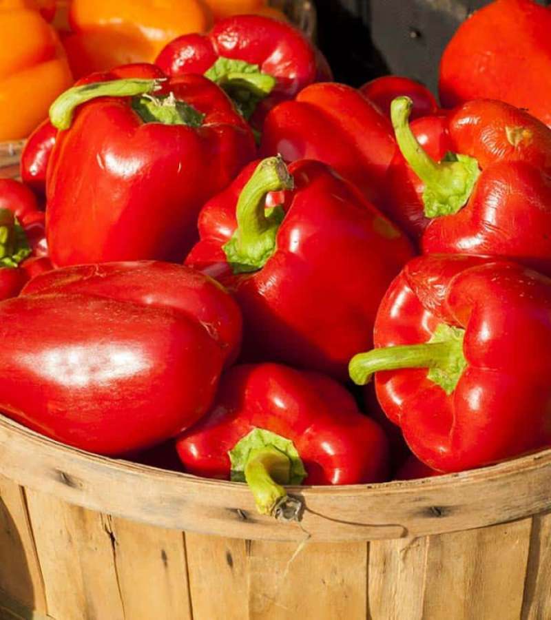 Jual PAPRIKA MERAH FRESH SEGAR 1 kg di Seller Kontainerfreshfood ...