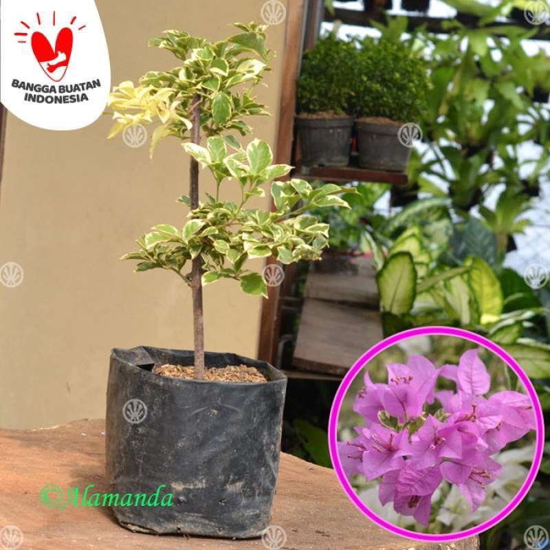 Promo Tanaman Bougenville Ungu Variegata ( Bunga Kertas ) Diskon 22% Di ...