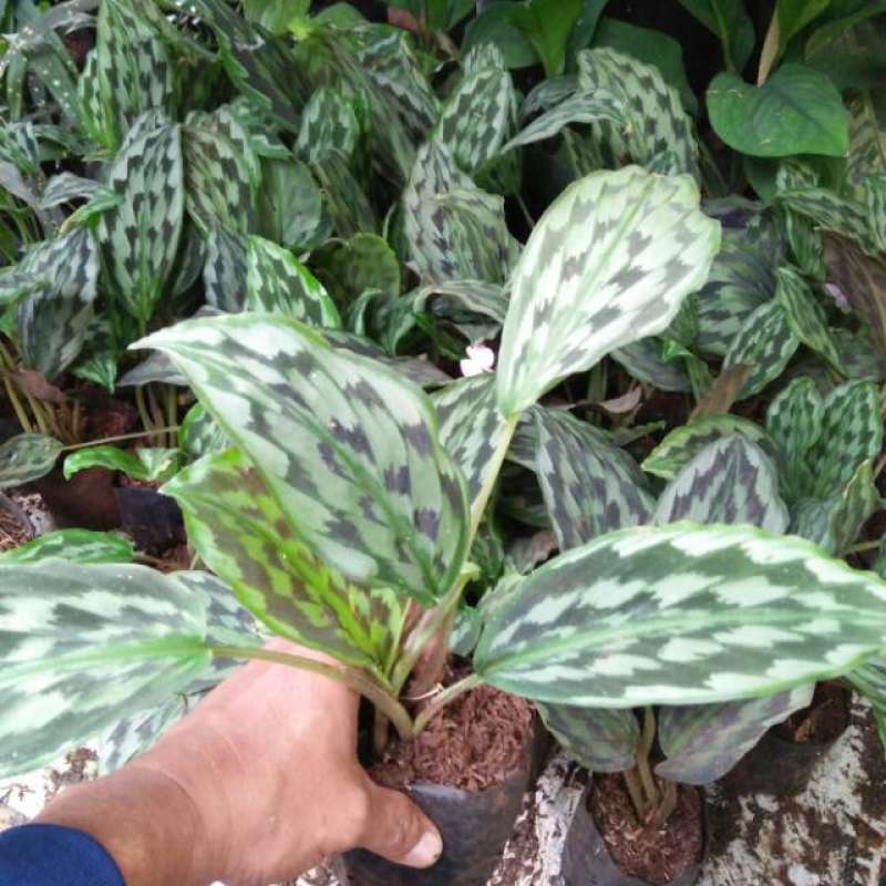 Promo Tanaman Hias Calathea Merak - Chalatea Merak Diskon 20% Di Seller ...