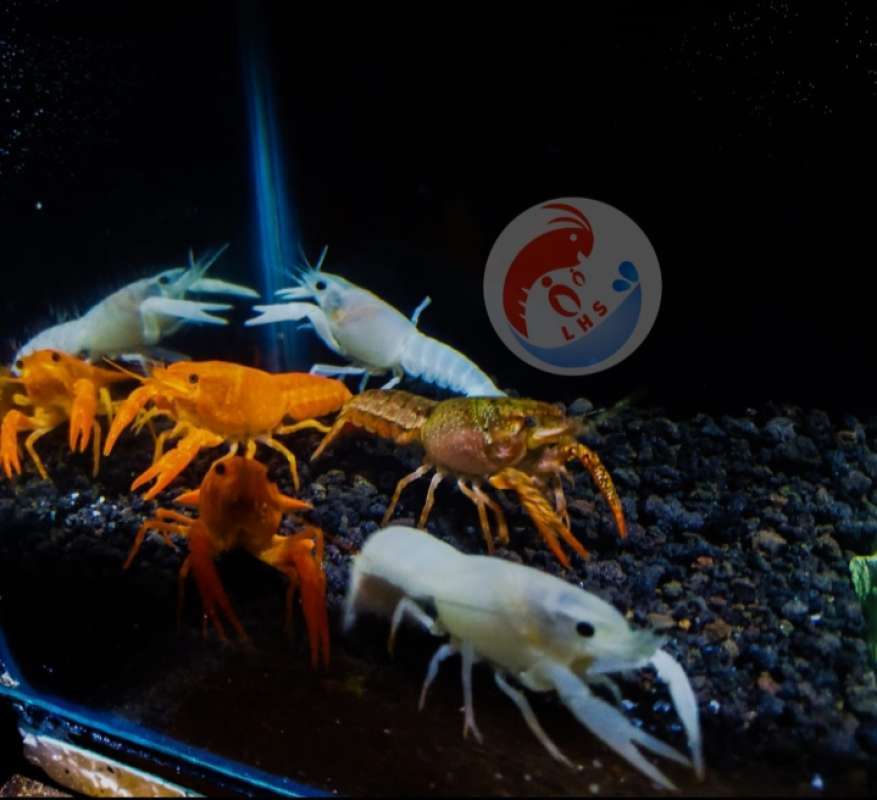 Jual Lobster Hias Air Tawar Merah Putih Coklat Ukuran 2inch LHS FARM di ...