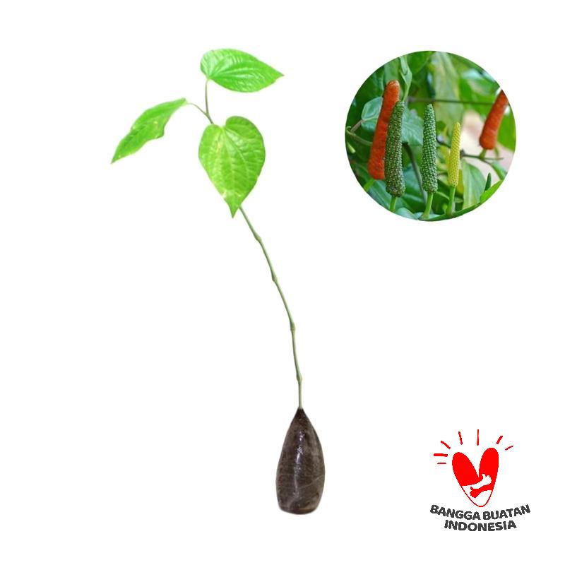 17+ Gambar Tanaman Cabe Jawa yang Lagi Viral - Informasi Seputar ...