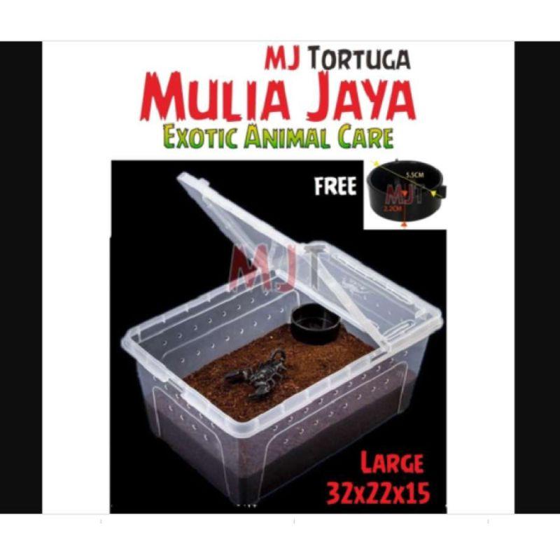Jual Kandang Tarantula Enclosure Tarantula Box Reptil L 32x22x15cm ...