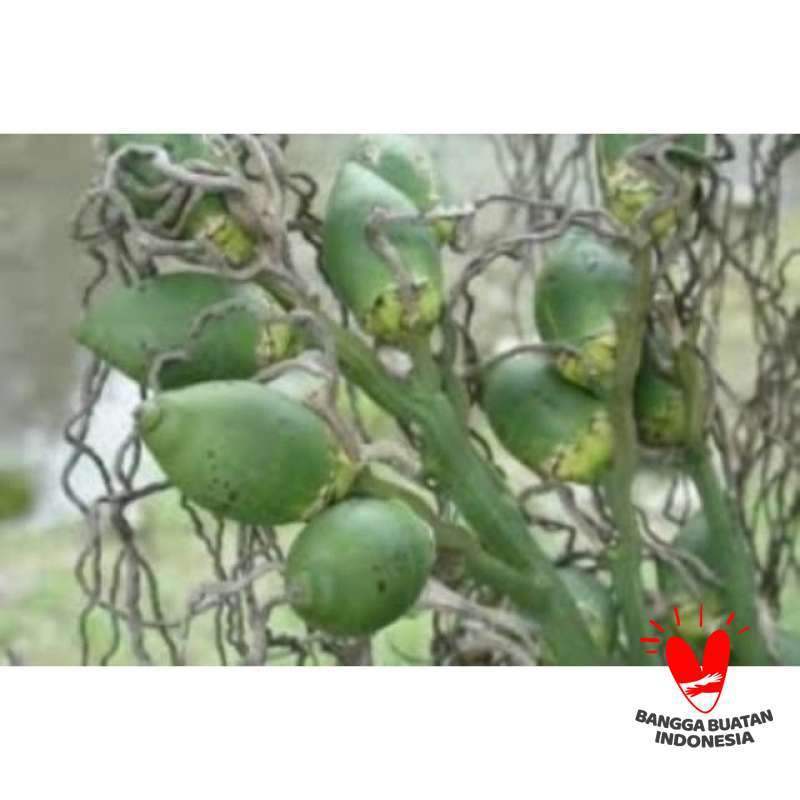Jual Buah Pinang Muda Jambe Nom Herbal Perkasa di Seller Radja Jahe ...
