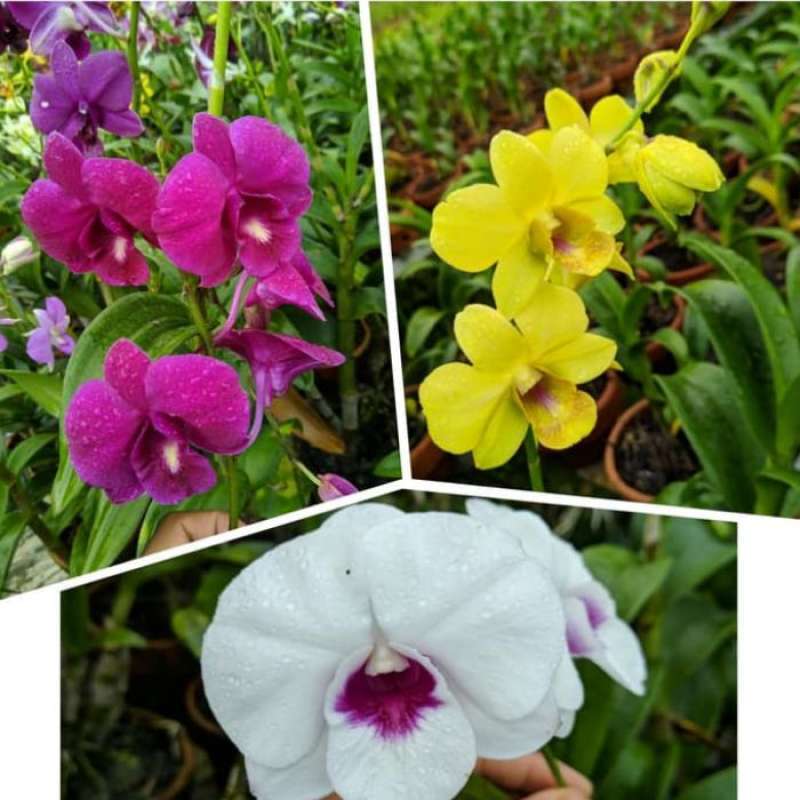 Jual Paket 3 Anggrek Dendrobium Dewasa--anggrek Dendrobium Di Seller ...