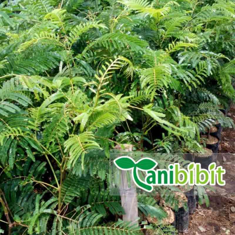 Jual Pohon Pete - Bibit Tanaman Buah Petai Nasi di Seller griya bibit ...