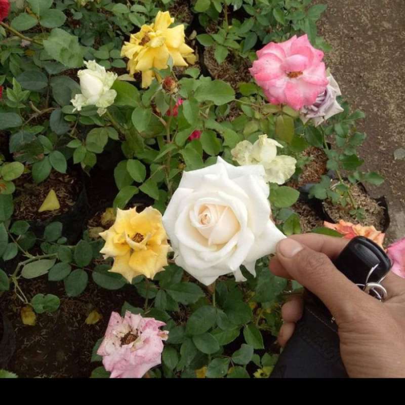 Jual Bibit Bunga Mawar Holland Besar di Seller kedai bibit01 - Kota ...